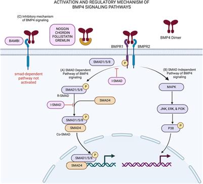 Frontiers | The role of BMP4 in adipose-derived stem cell differentiation: A minireview